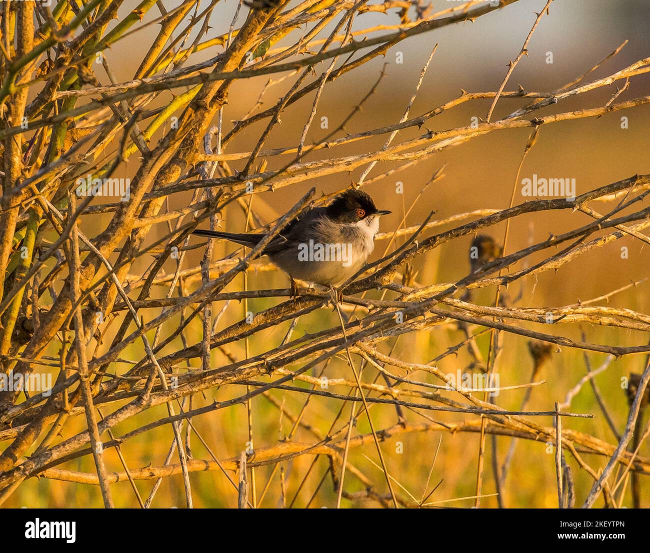 Curruca melanocephala cyprus hi-res stock photography and images - Alamy