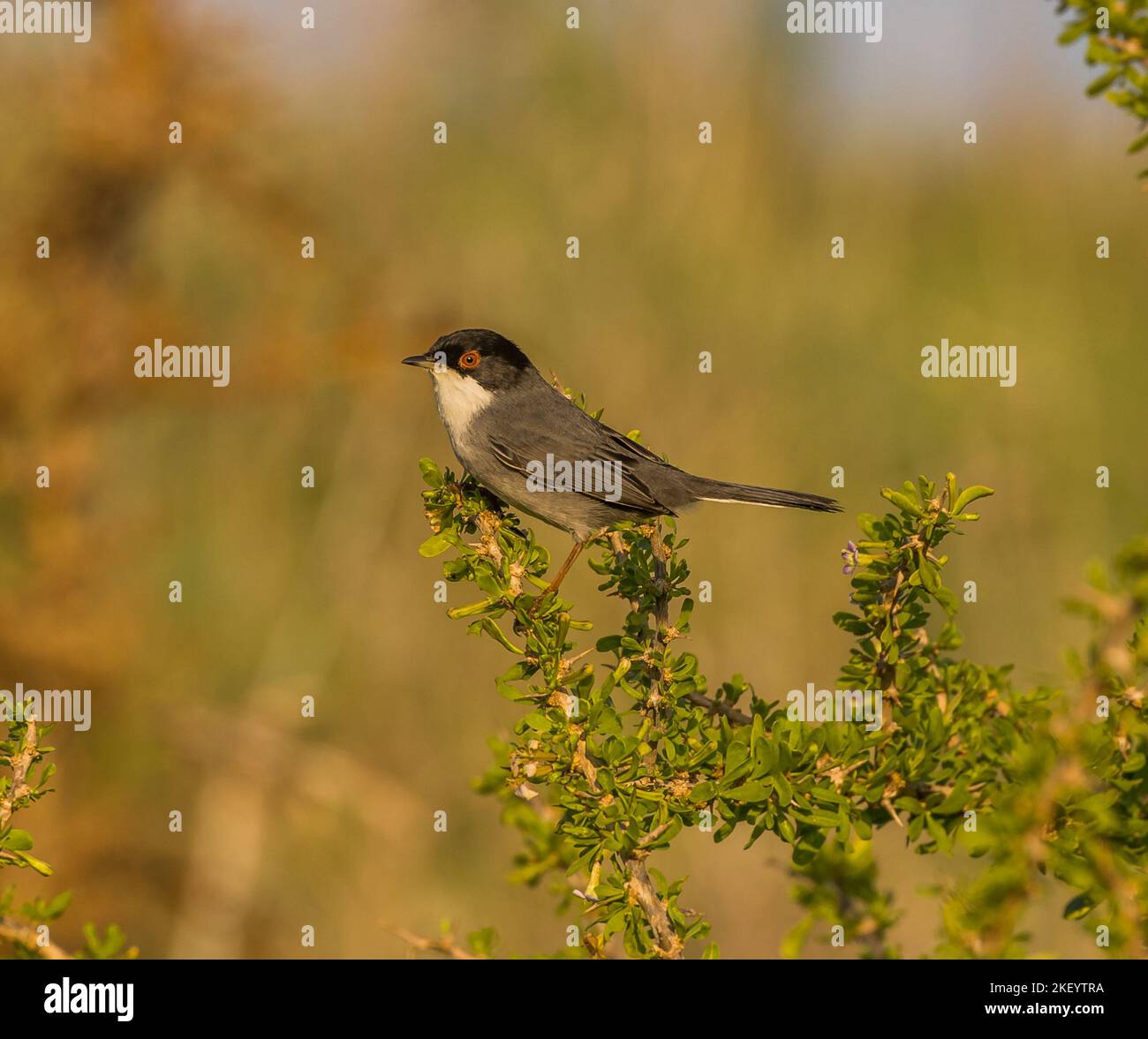Curruca melanocephala cyprus hi-res stock photography and images - Alamy