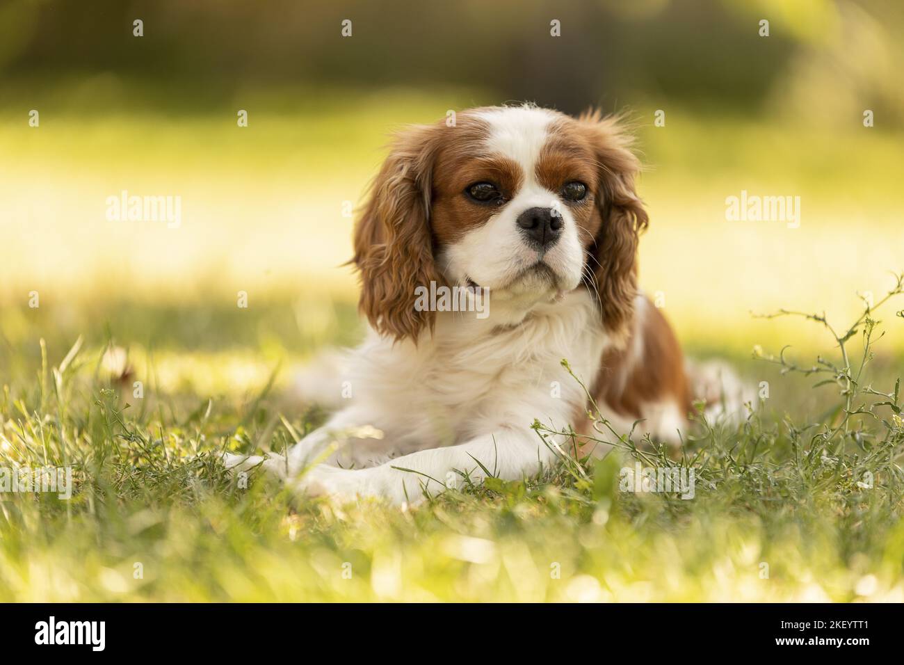 female Cavalier King Charles Spaniel Stock Photo - Alamy