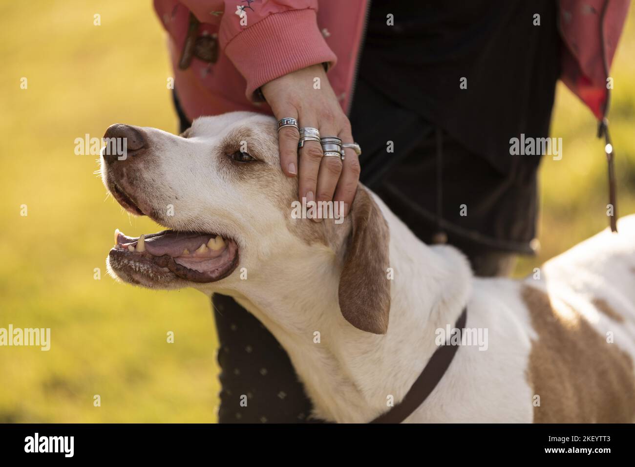 English Pointer Portrait Stock Photo - Alamy