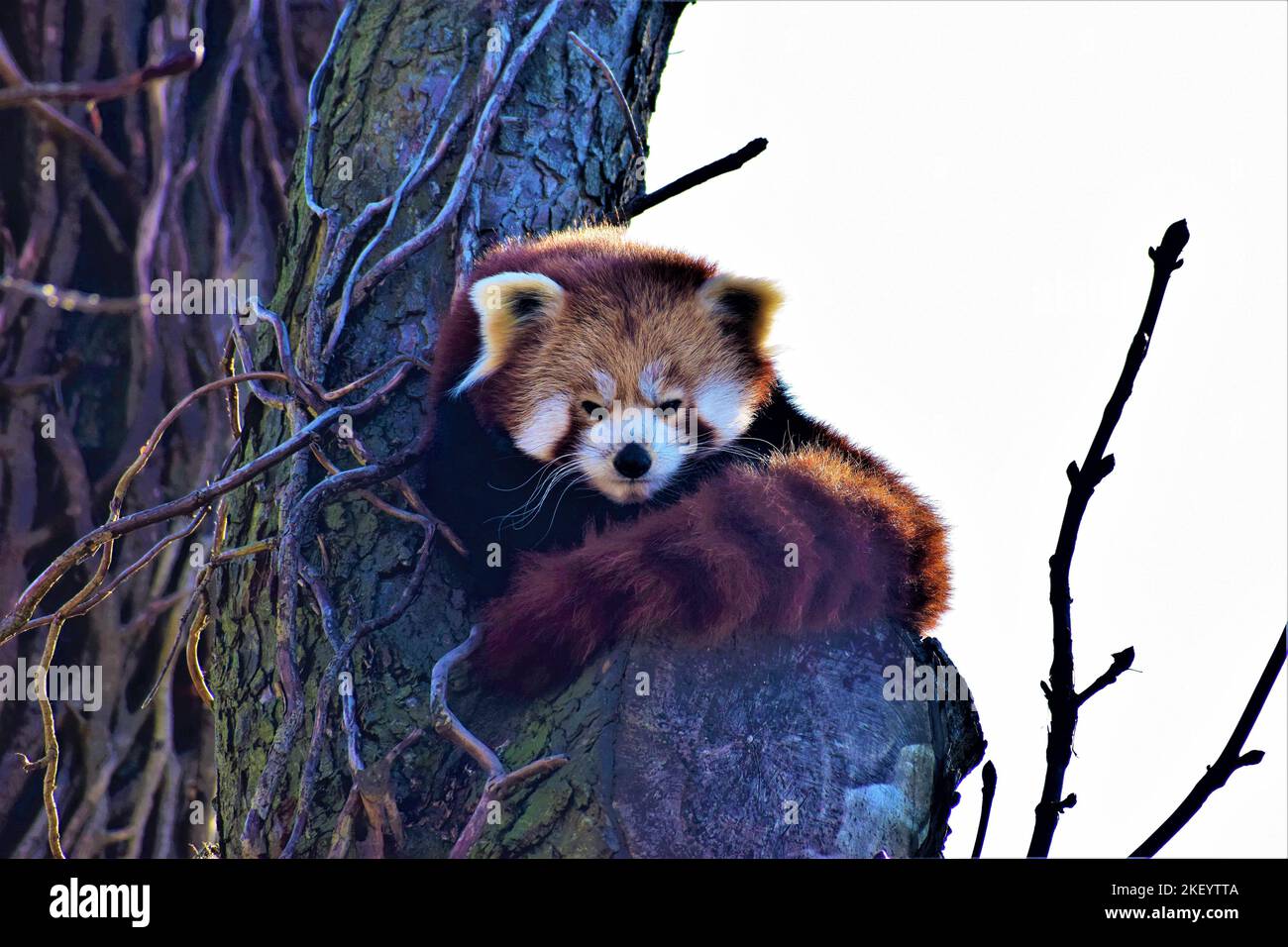 A close-up shot of a Red panda on a tree in Odense Zoo, Denmark Stock ...