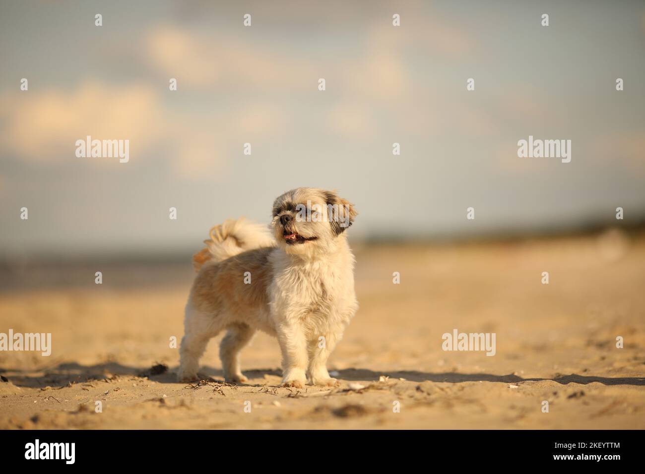 female Shih Tzu Stock Photo - Alamy