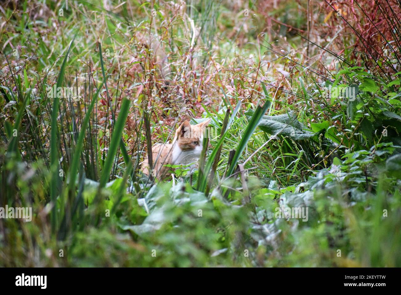 A cute street cat hiding in the grass Odense Zoo, Denmark Stock Photo ...