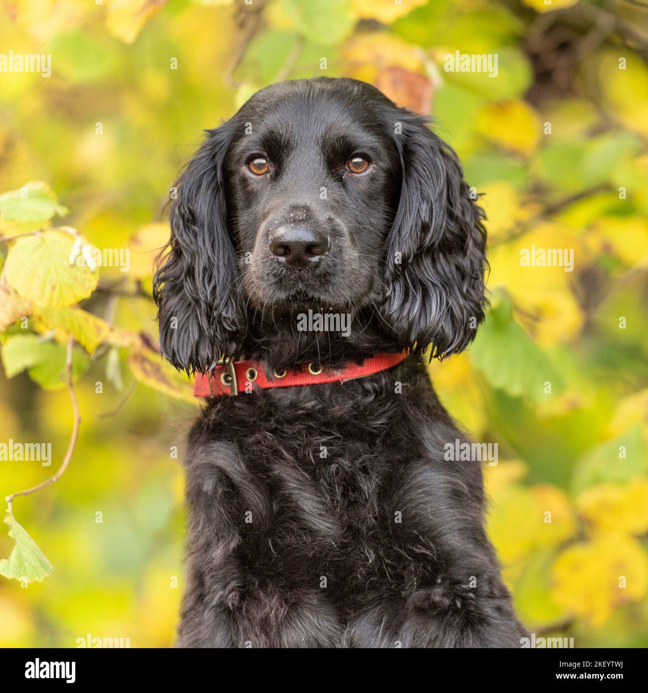 Black Working Cocker Spaniel Stock Photo - Alamy