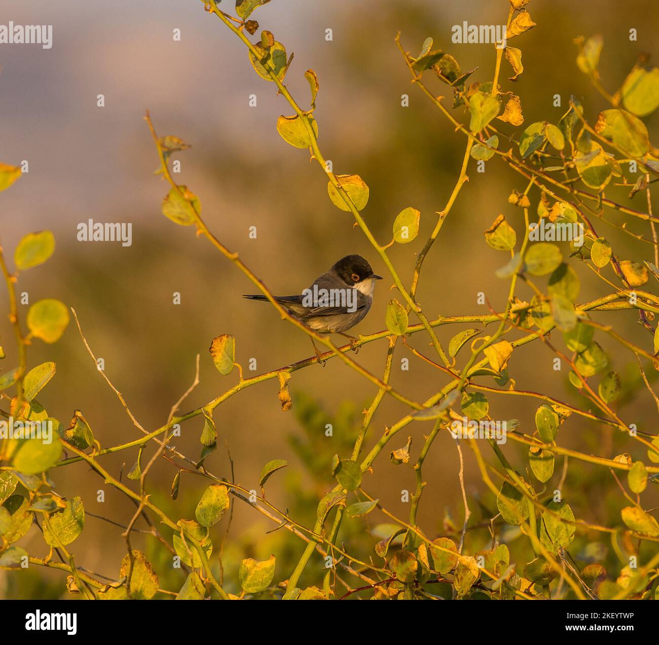 Curruca melanocephala cyprus hi-res stock photography and images - Alamy