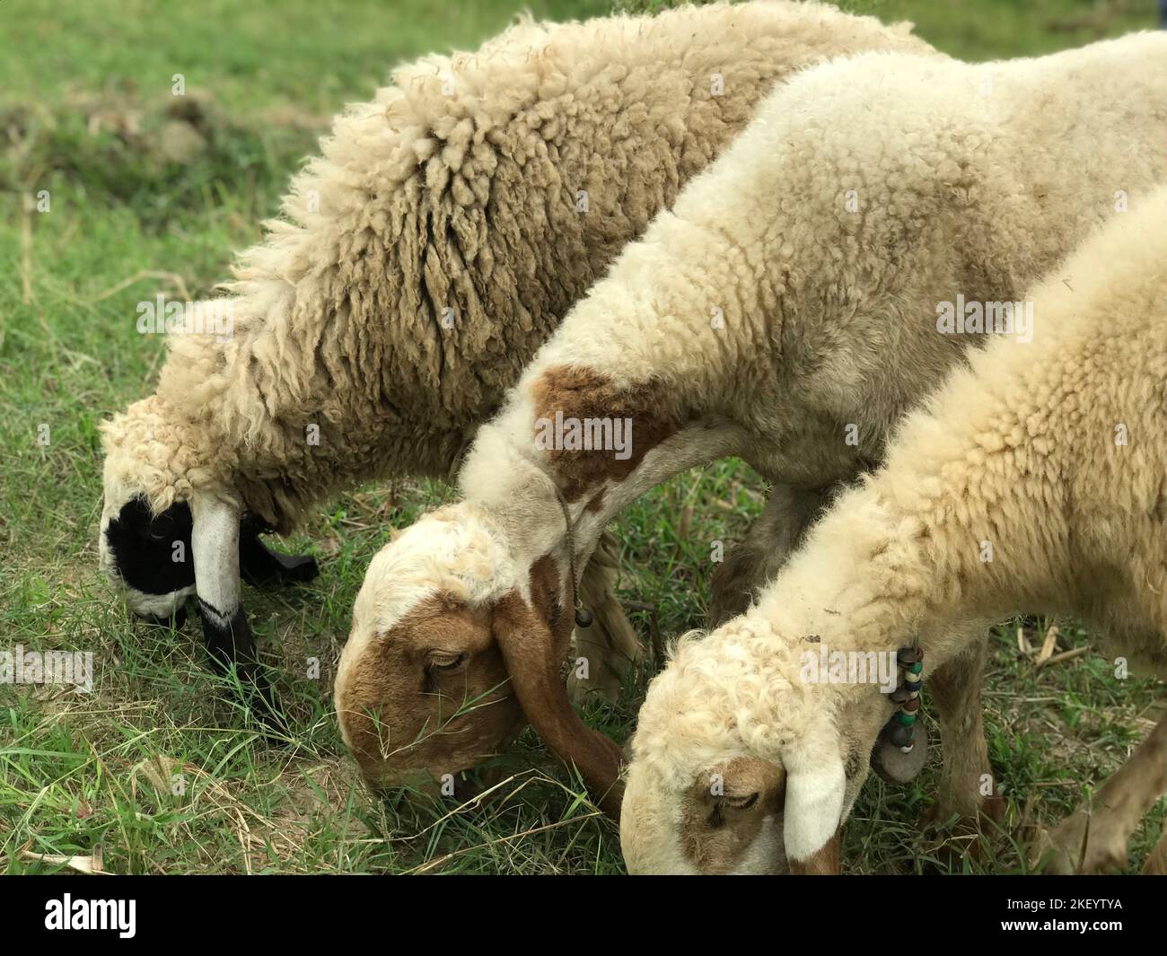 A close-up shot of beige sheep grazing on a field Stock Photo - Alamy