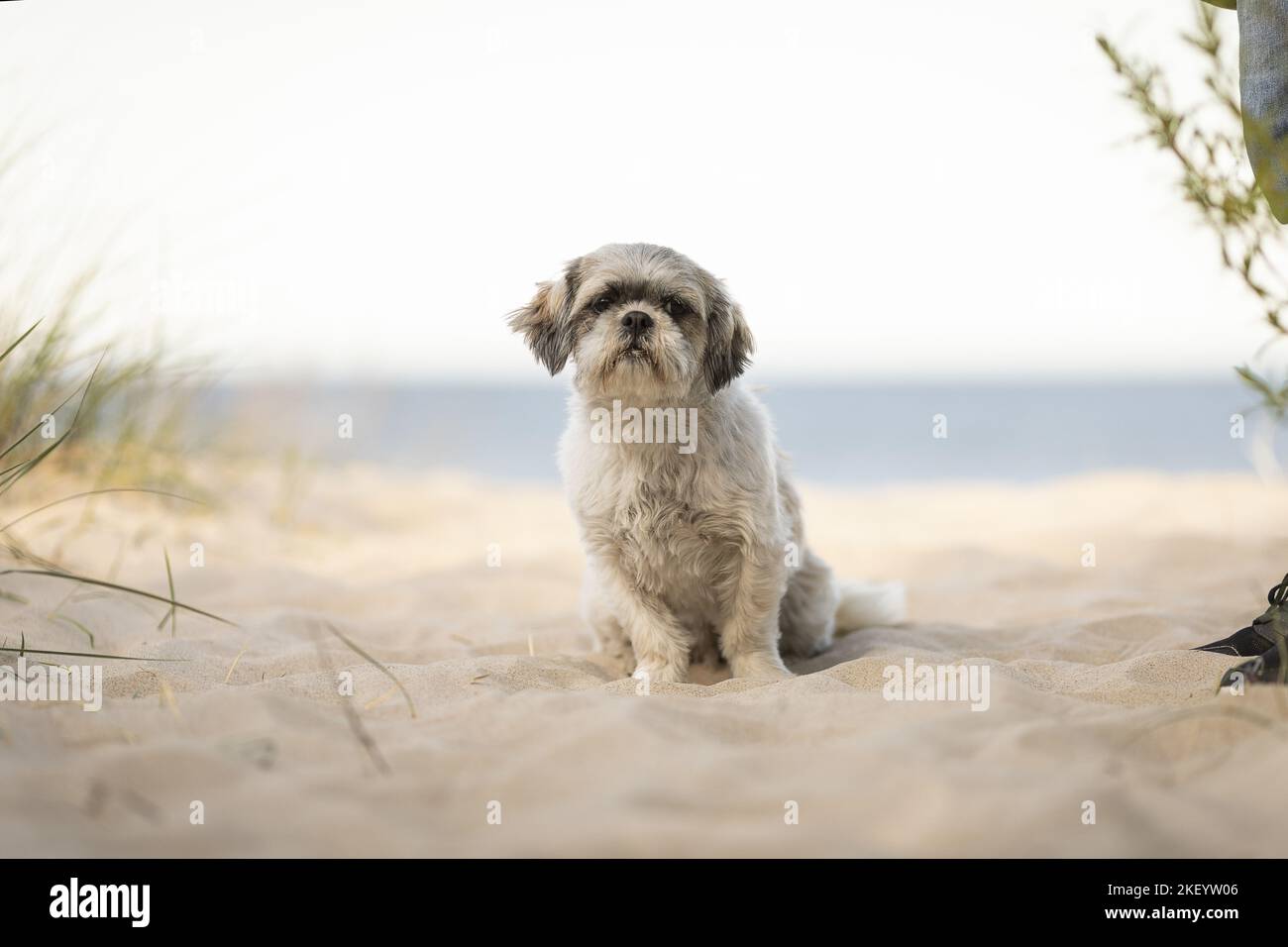 female Shih Tzu Stock Photo - Alamy