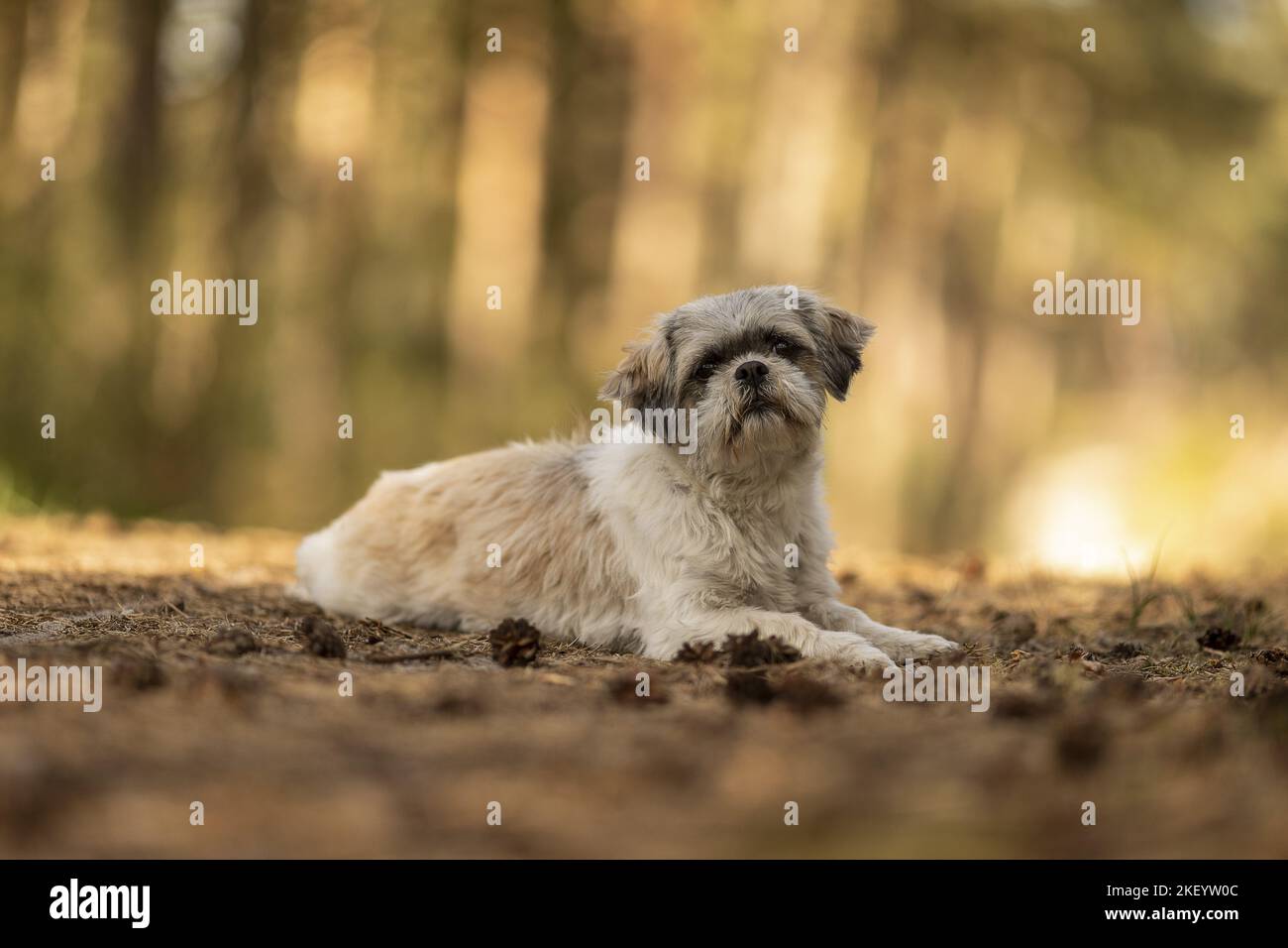 female Shih Tzu Stock Photo - Alamy