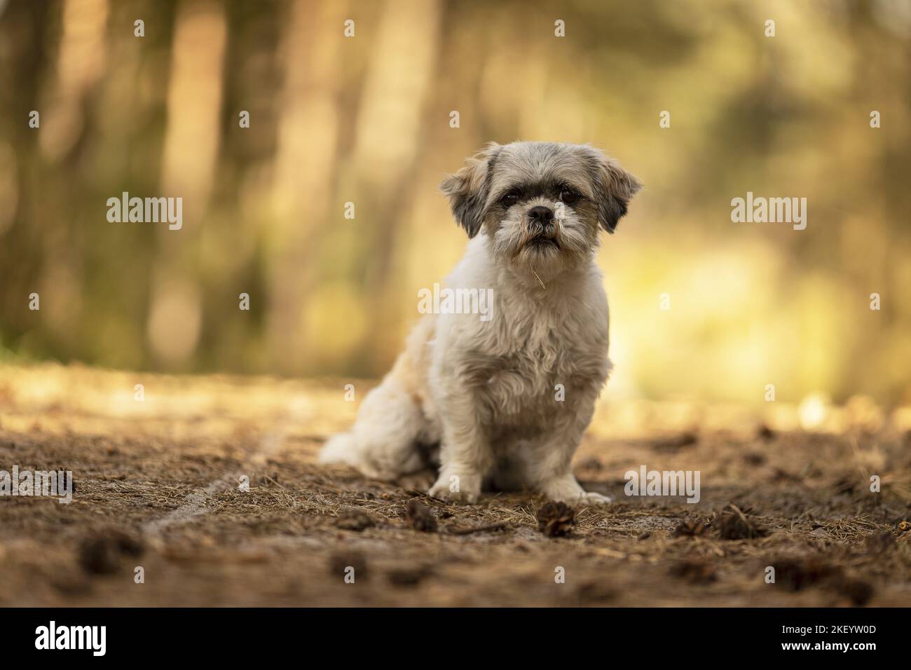 female Shih Tzu Stock Photo - Alamy