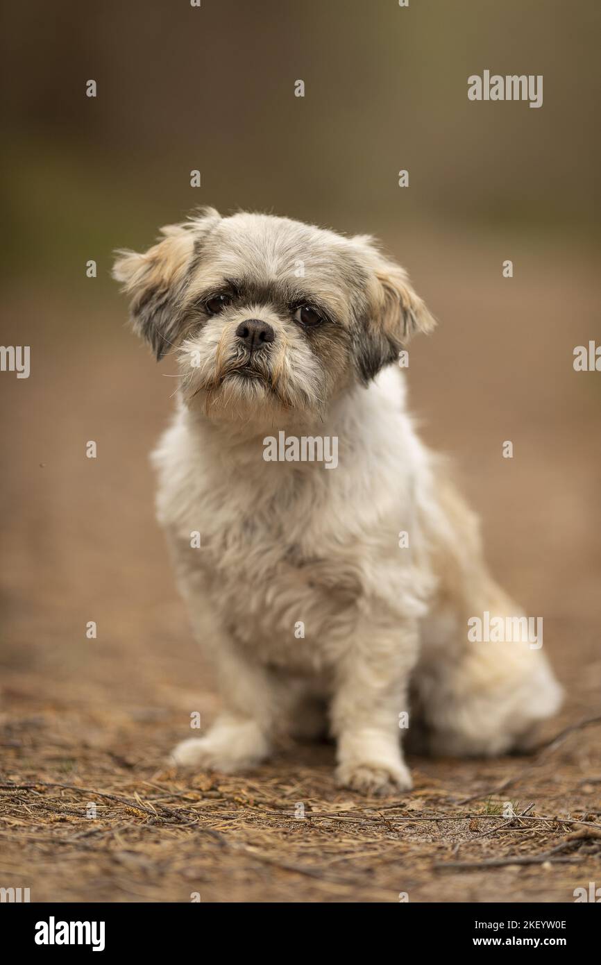 female Shih Tzu Stock Photo - Alamy