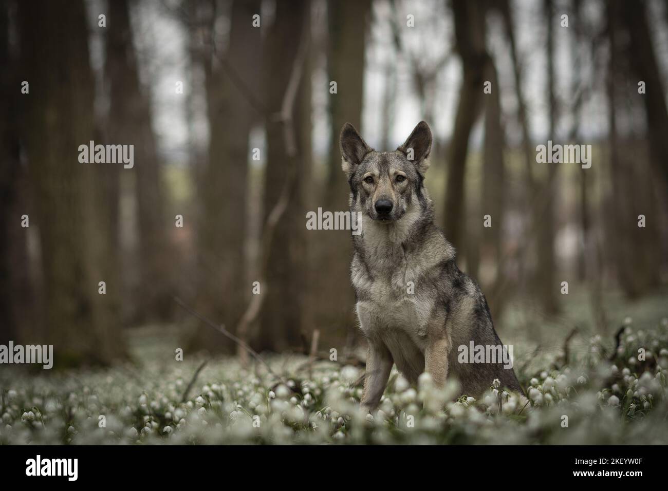 male Saarloos Wolfhound Stock Photo - Alamy