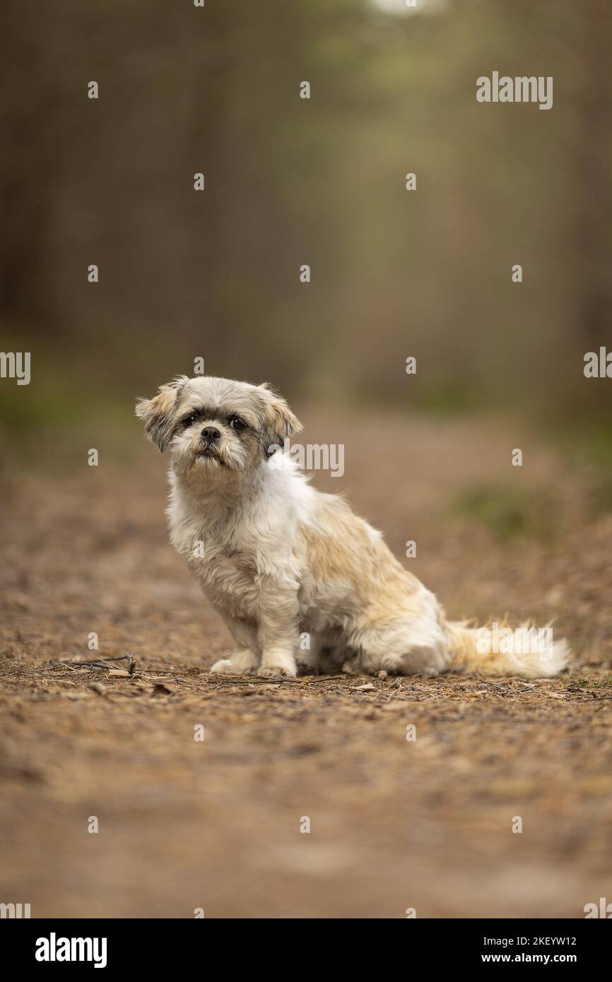 female Shih Tzu Stock Photo - Alamy
