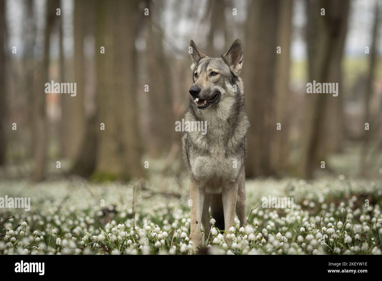 male Saarloos Wolfhound Stock Photo - Alamy