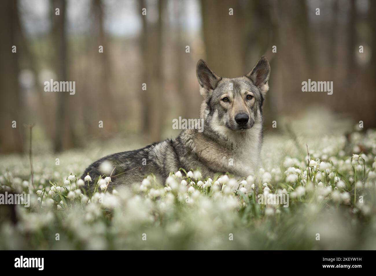 male Saarloos Wolfhound Stock Photo - Alamy