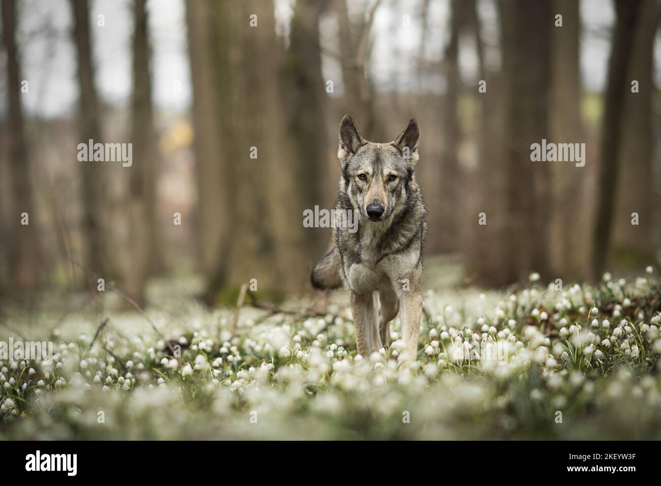 male Saarloos Wolfhound Stock Photo - Alamy