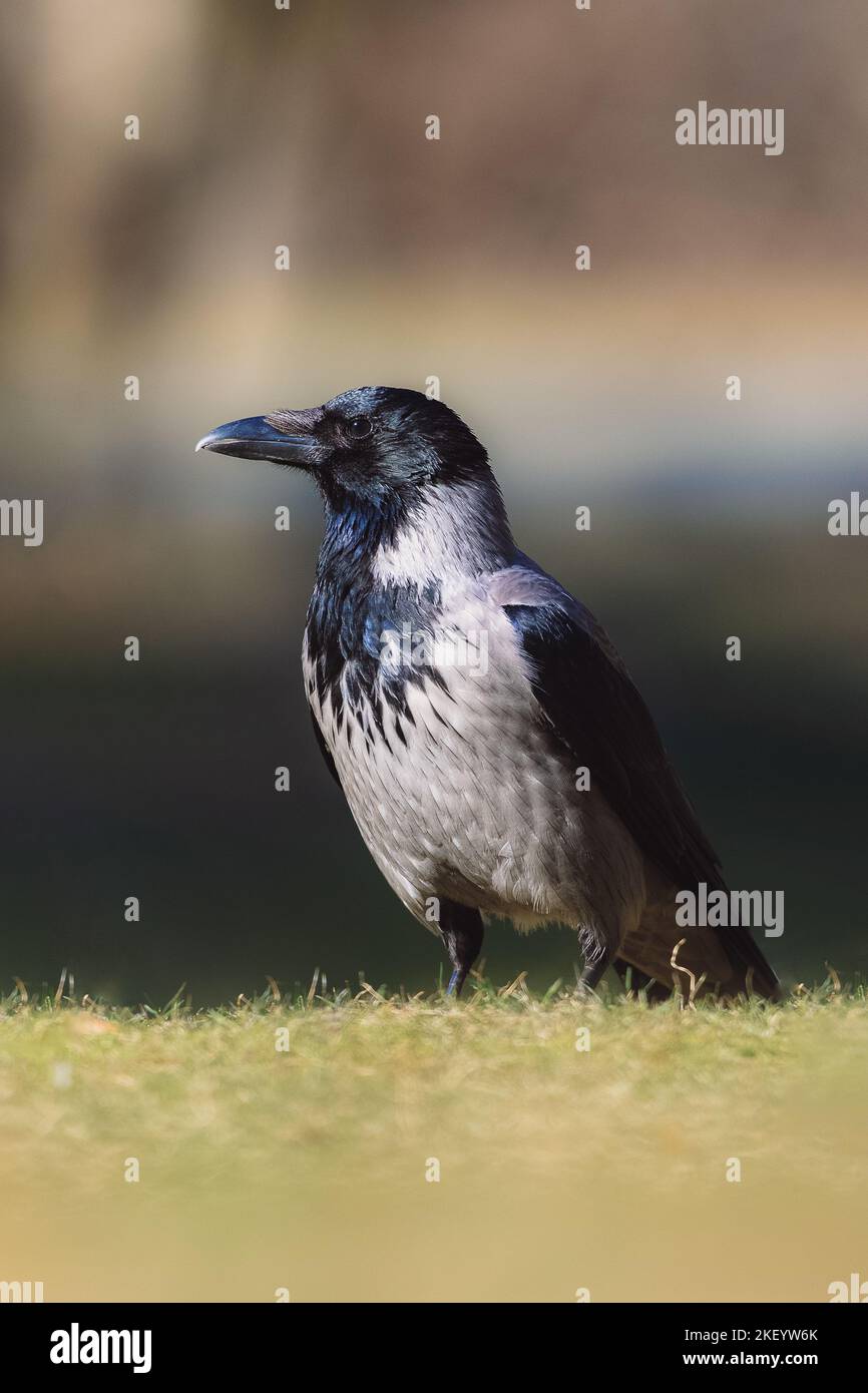 Hooded Crow scouting for food Stock Photo - Alamy