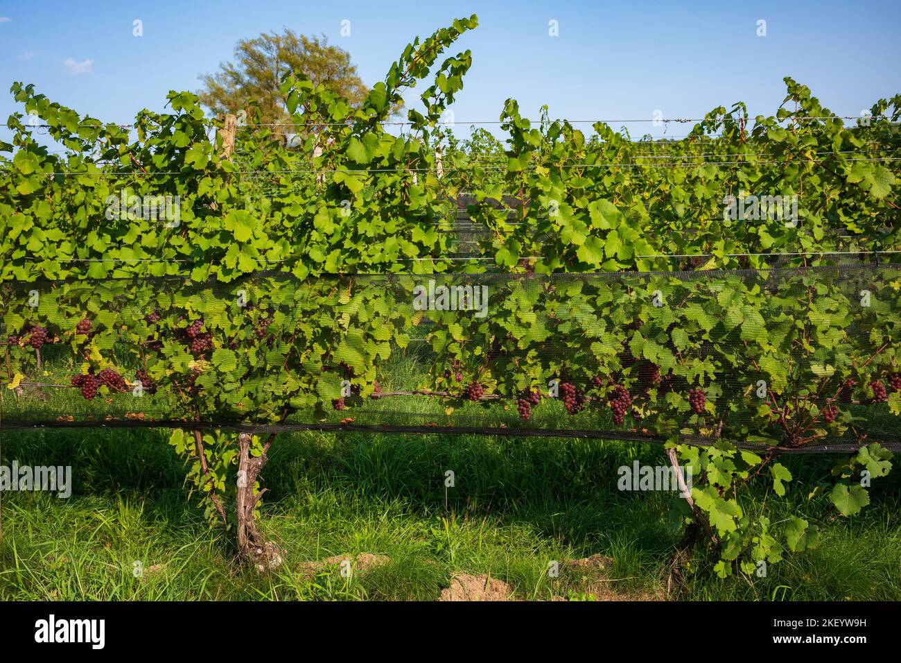 Red grapes hang from a grapevine at a New York State vineyard during a ...