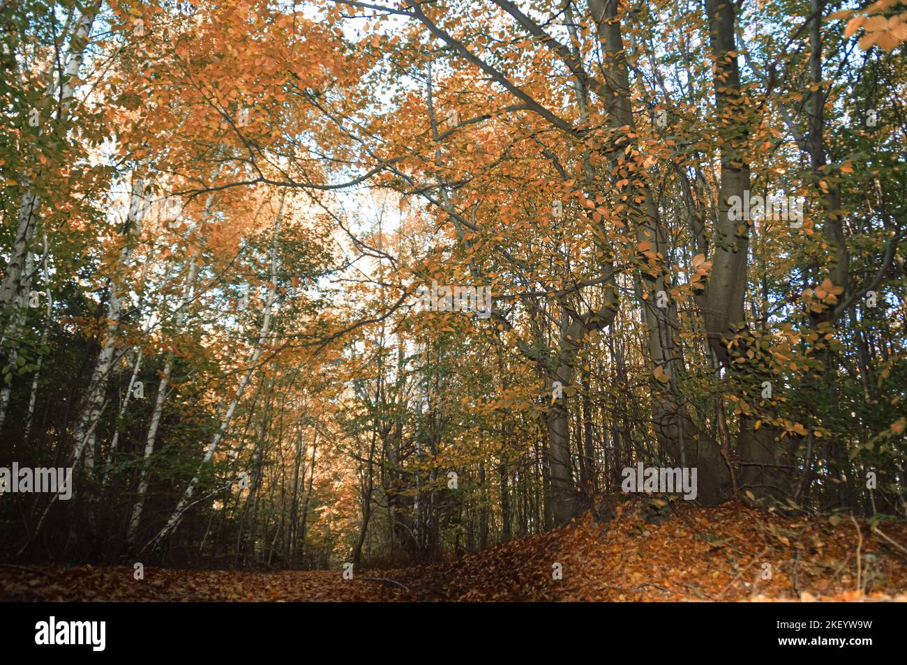 Enchanting scene of the forest in orange color during fall season Stock ...