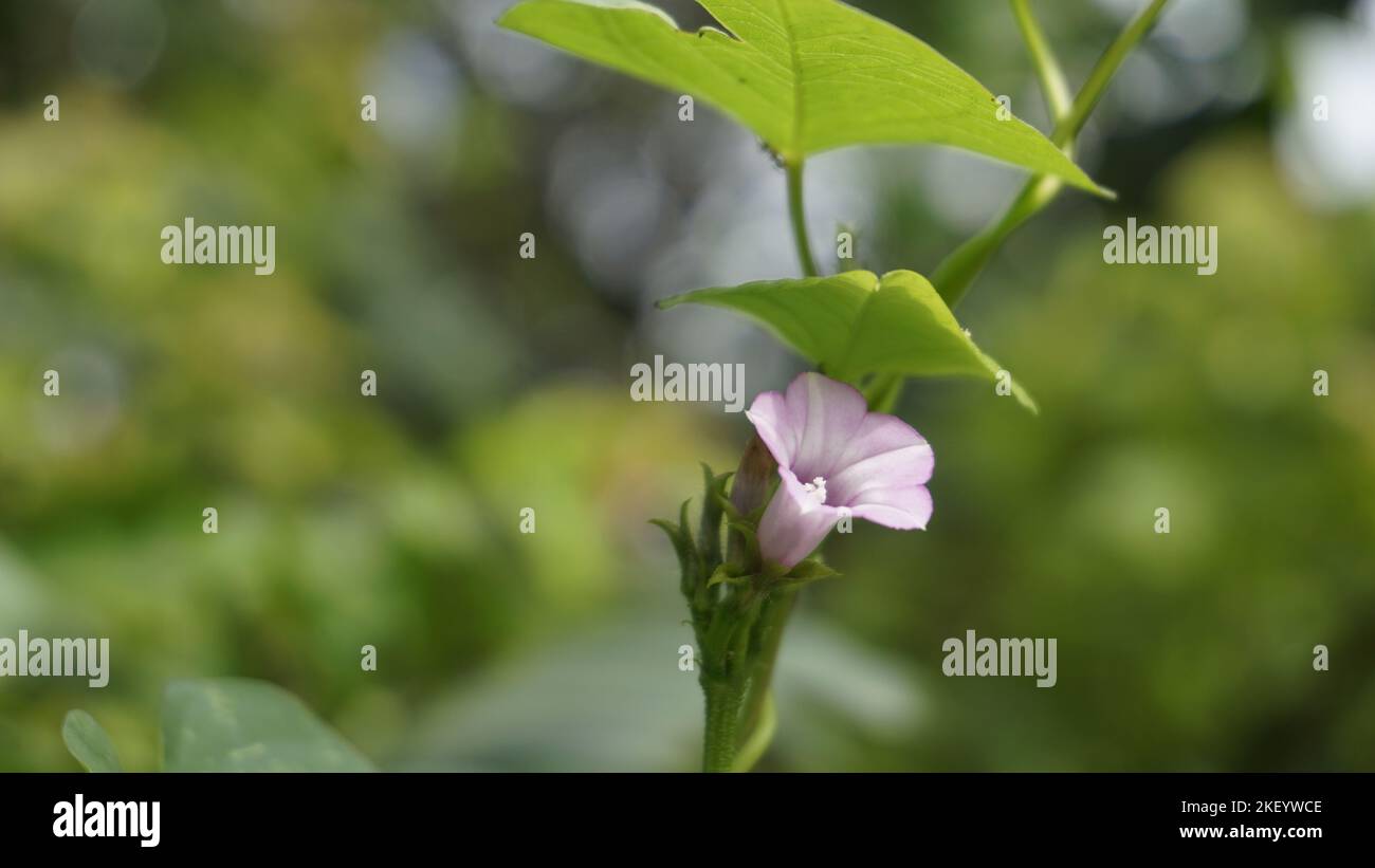 Ipomoea triloba also known as Little bell, Three lobed morning glory ...