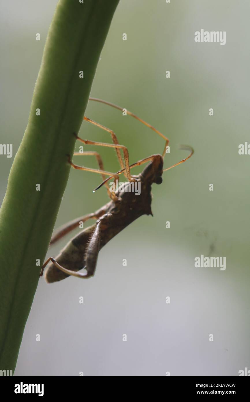 An adult green ear bug or Leptocorisa oratoria is sucking juice from a ...