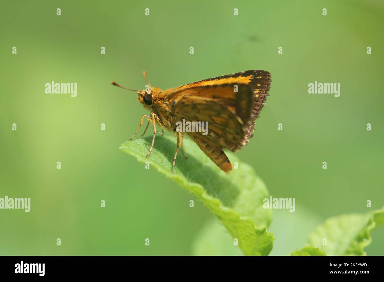 A tiny and yellow color dark palm dart butterfly on a green leaf ...