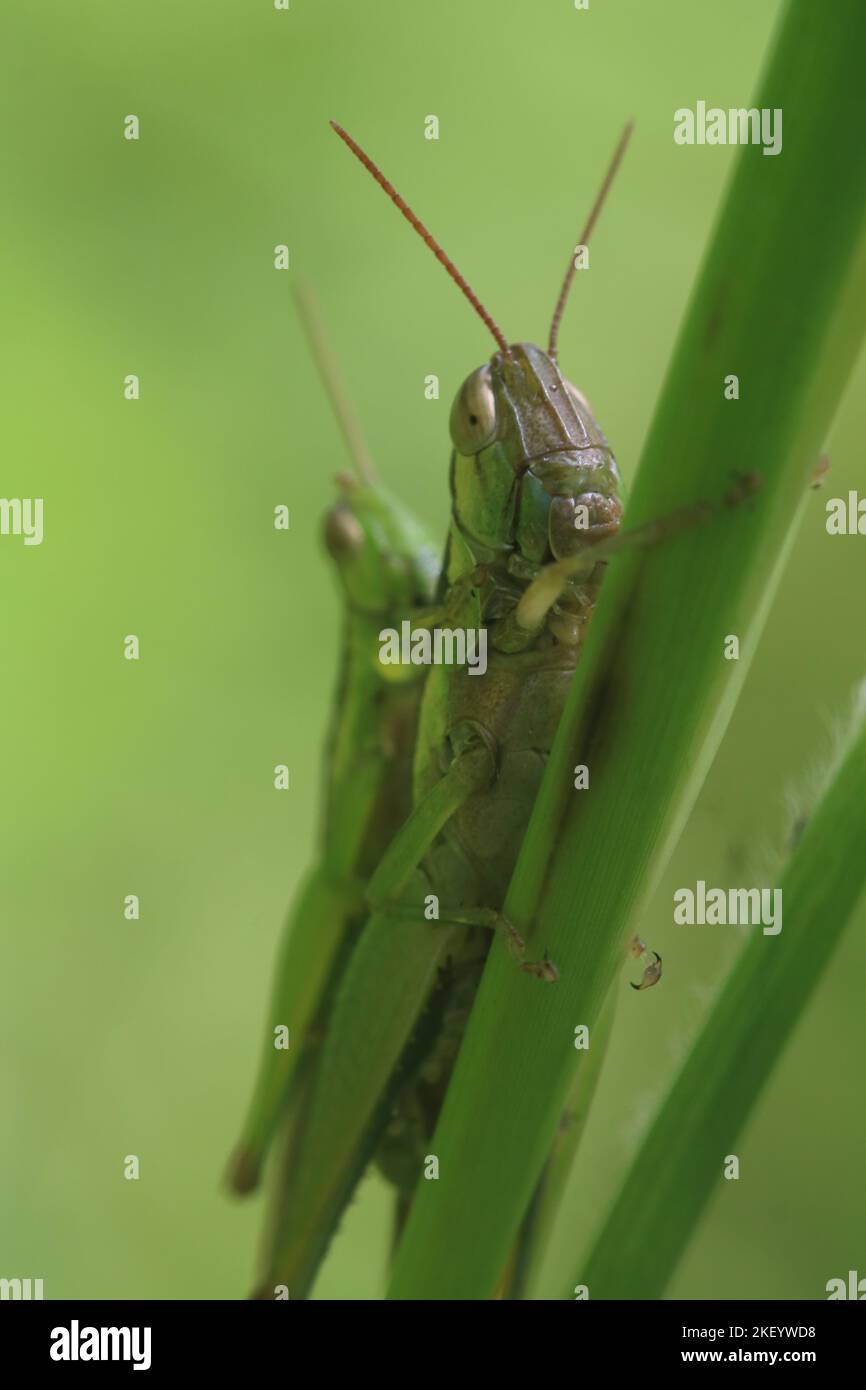 A green green color grasshoppers are mating under a grass is isolated ...