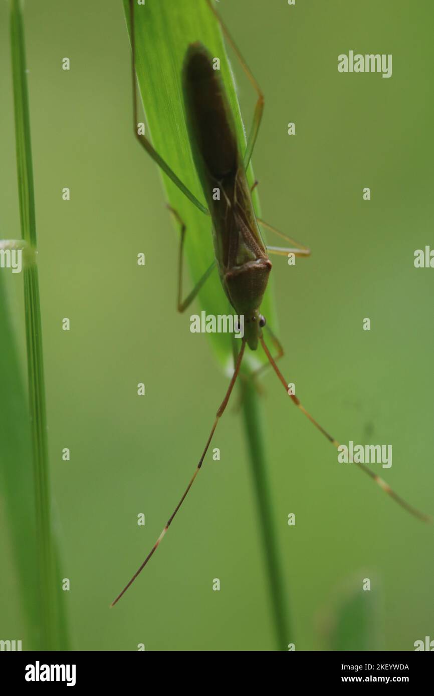 A green color rice ear bug or Leptocorisa oratoria is isolated on a ...