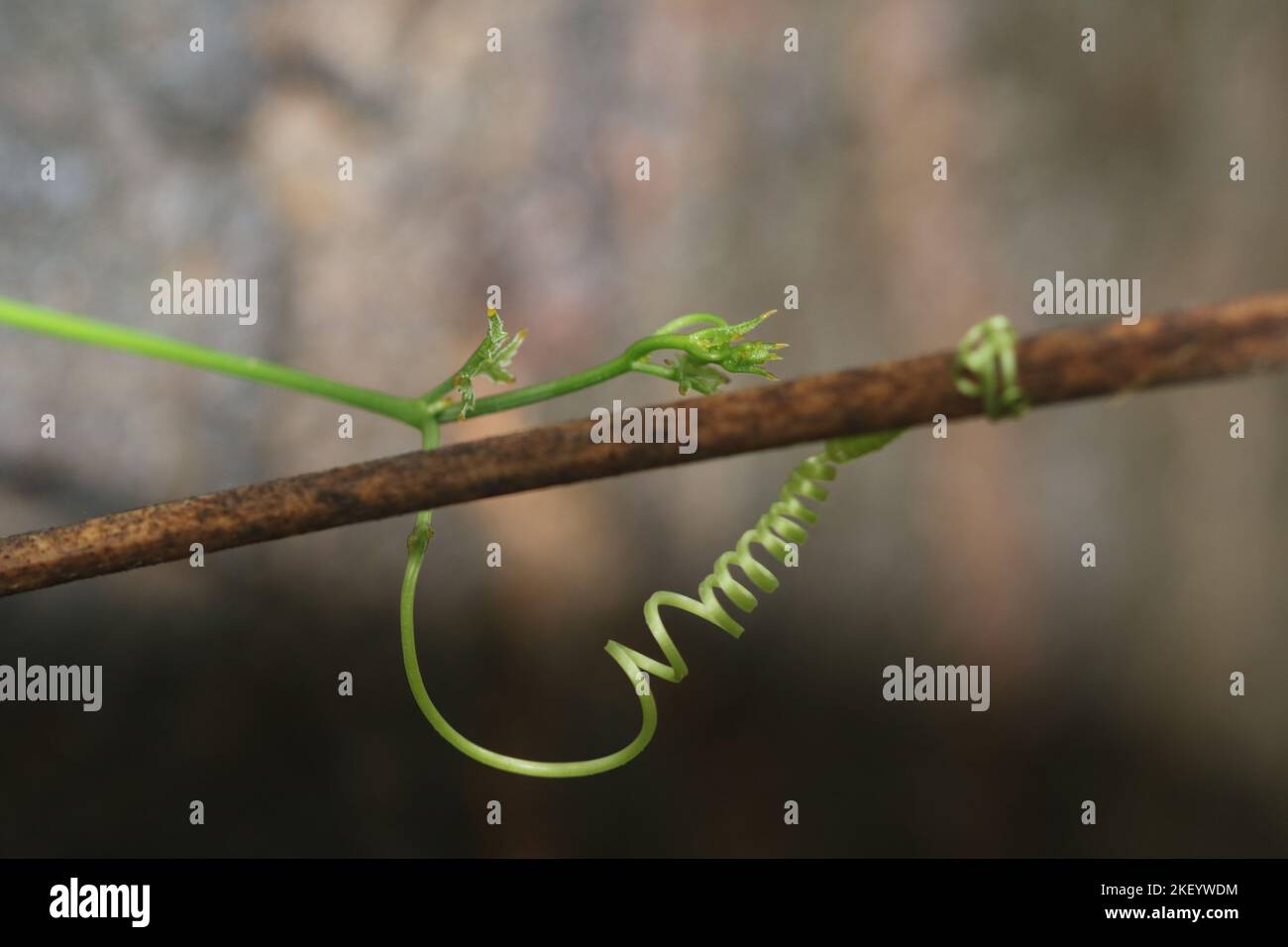 A tendril of a tiny vine is wrapped up or attached to a stick ...