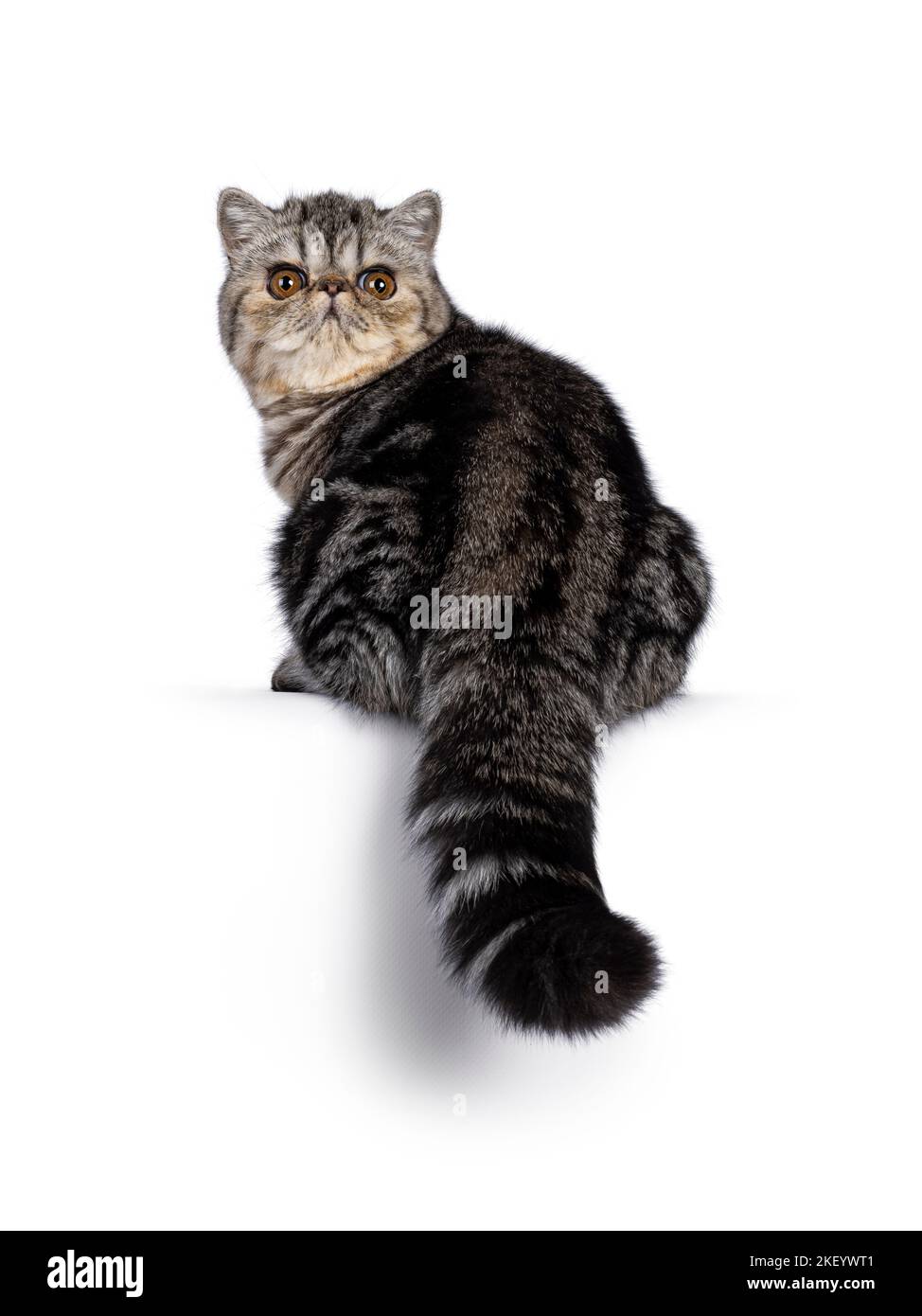 Cute black tabby blotched Exotic Shorthair cat kitten, sitting ...