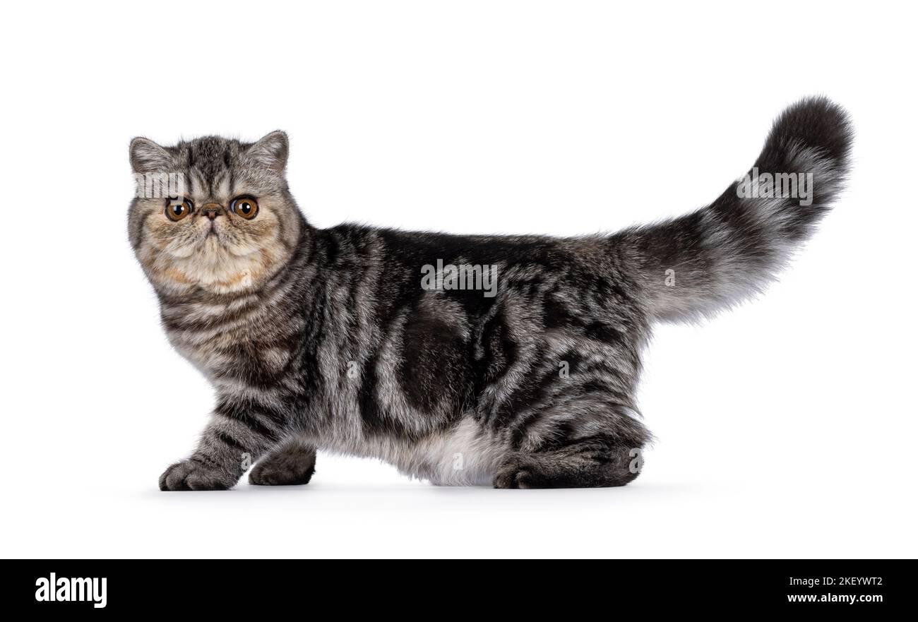 Close up tabby domestic Cut Out Stock Images & Pictures - Alamy