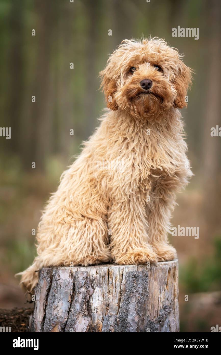 Six month old Cavapoo puppy dog sitting very cute on a tree stump in ...