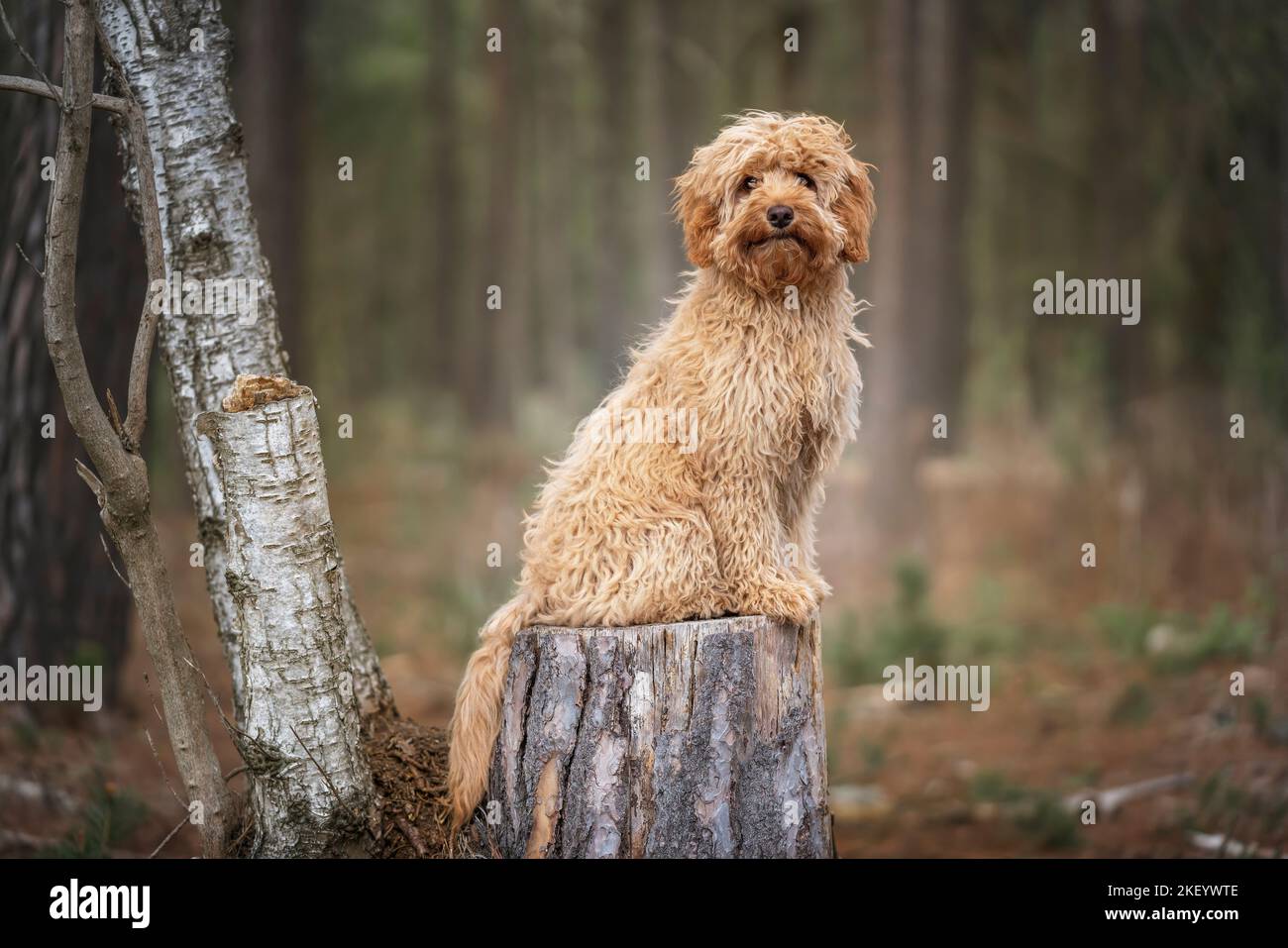 Six month old Cavapoo puppy dog sitting very cute on a tree stump in the forest and a great pose ...