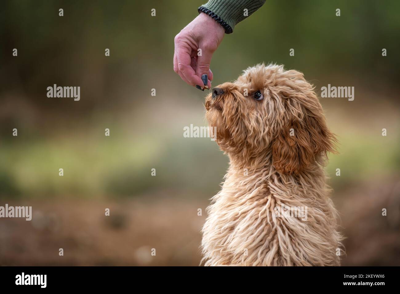 Six month old Cavapoo puppy dog smelling a treat held by her owner Stock Photo - Alamy