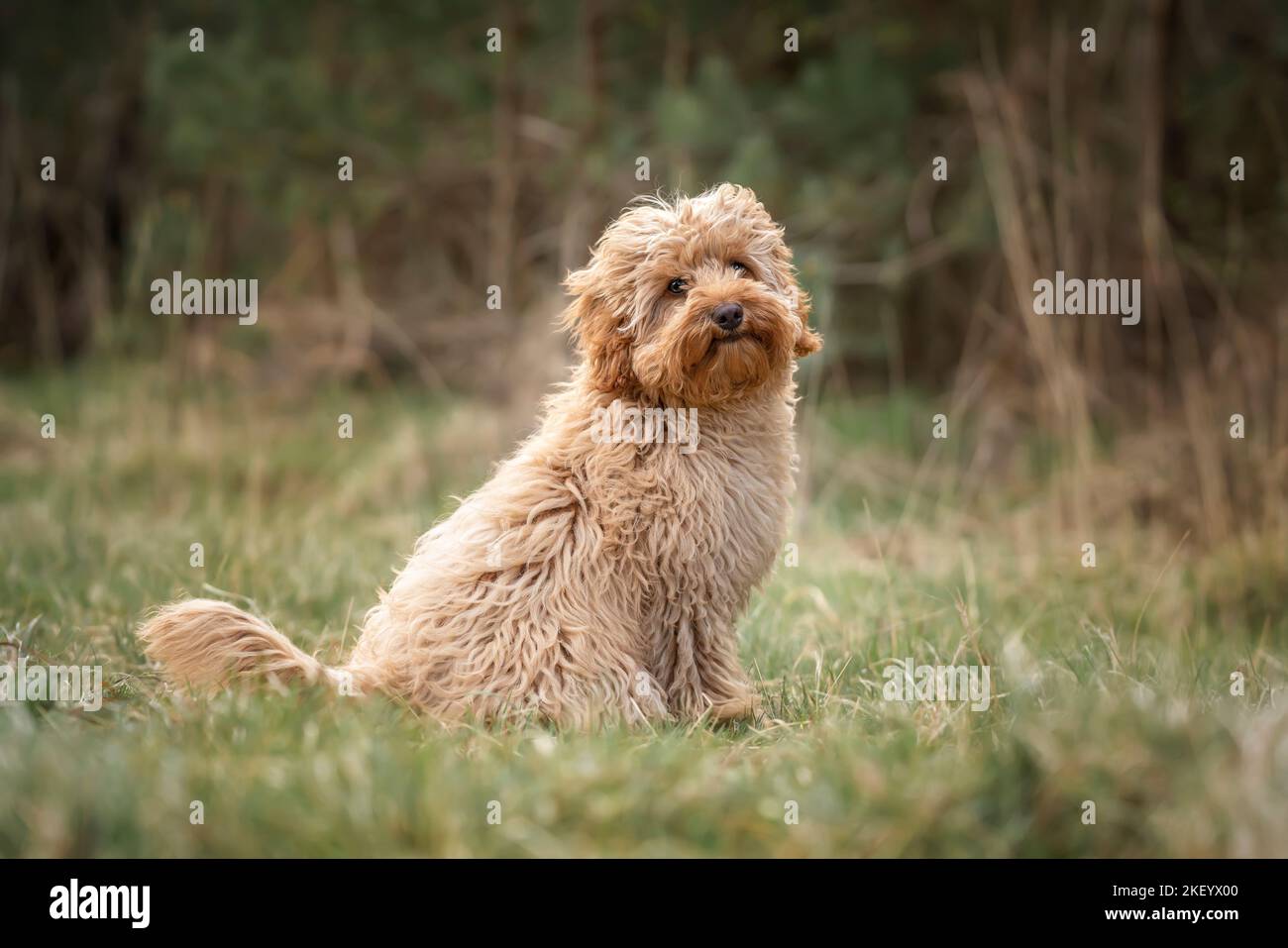 Six month old Cavapoo puppy dog sitting in the forest with the wind ...