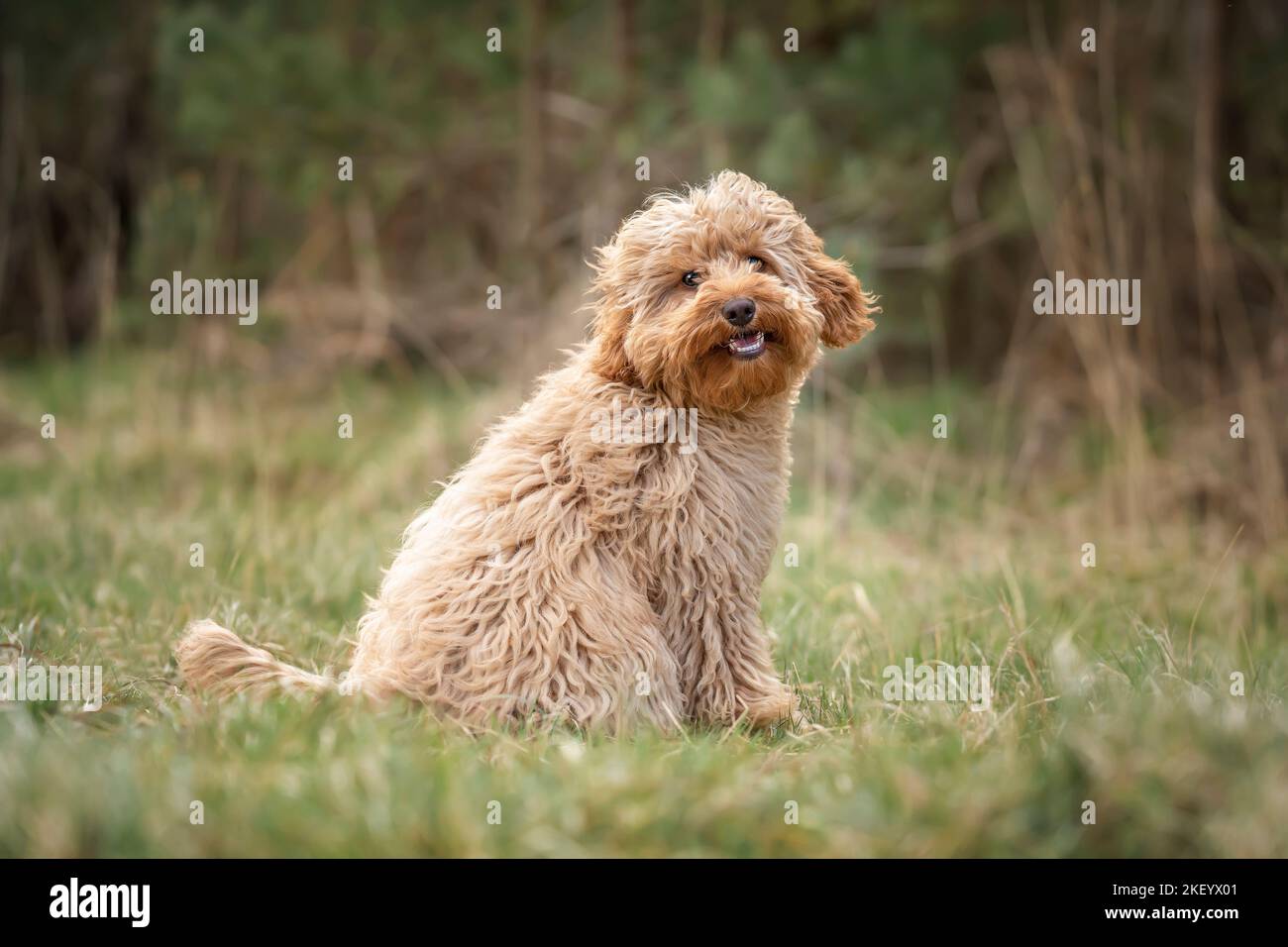 Six month old Cavapoo puppy dog sitting in the forest with the wind ...