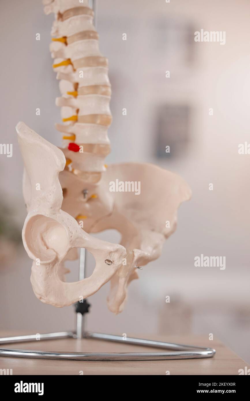 Model hip, spine and chiropractic office on table, desk or display in ...