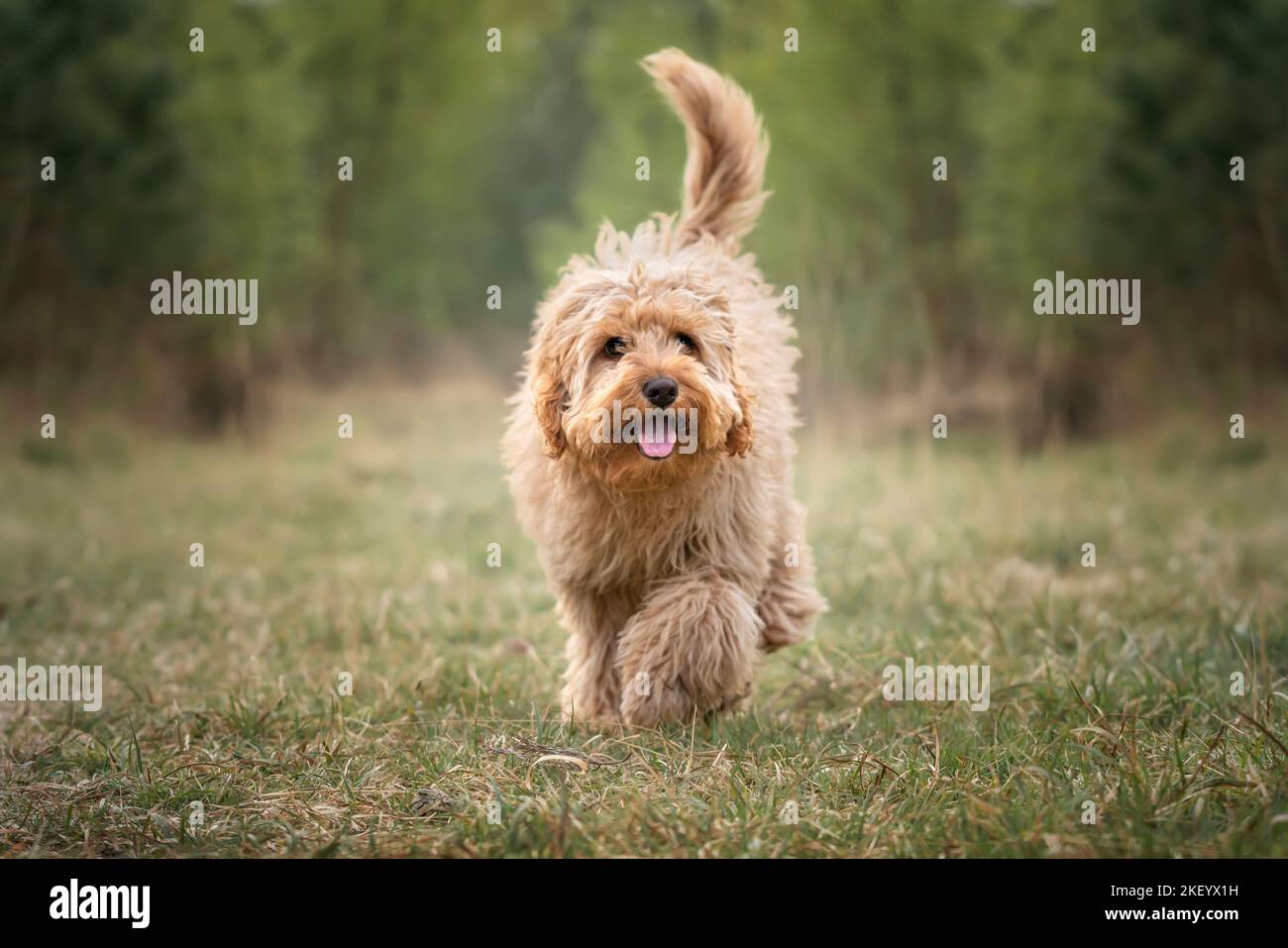 Six month old Cavapoo puppy dog walking towards the camera Stock Photo ...