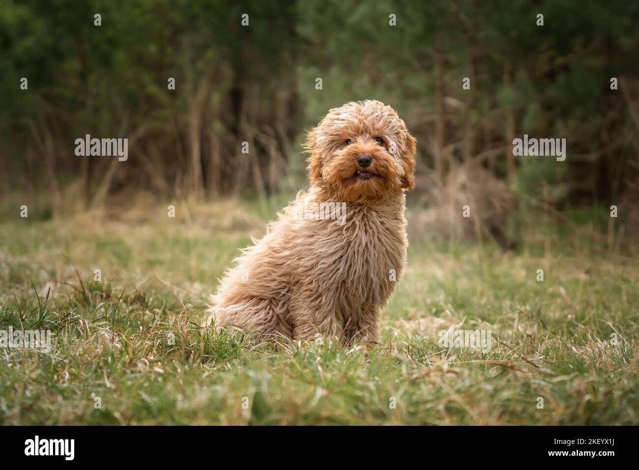 Six month old Cavapoo puppy dog sitting in the forest with the wind ...