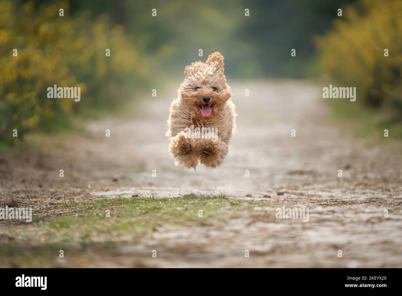 Six month old Cavapoo puppy. This puppy is apricot in colour, and ...