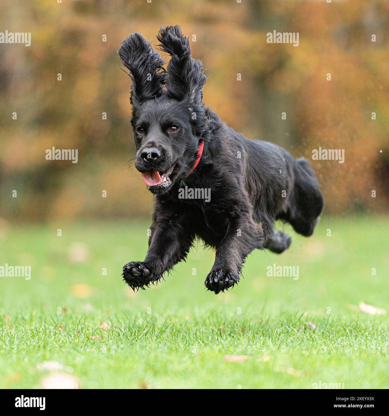 english cocker spaniel running Stock Photo - Alamy