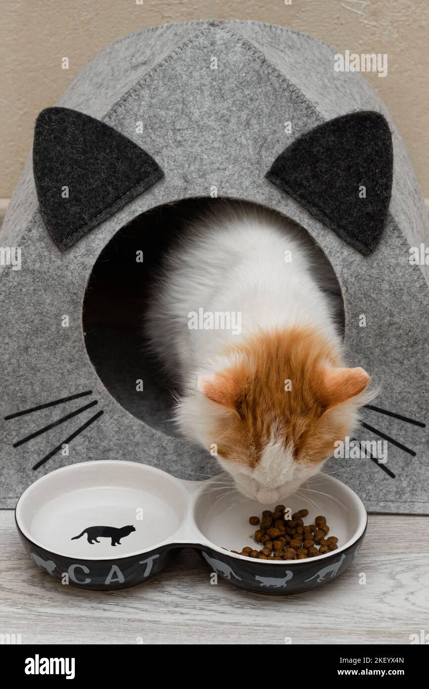 Top view cat eating from hi-res stock photography and images - Alamy