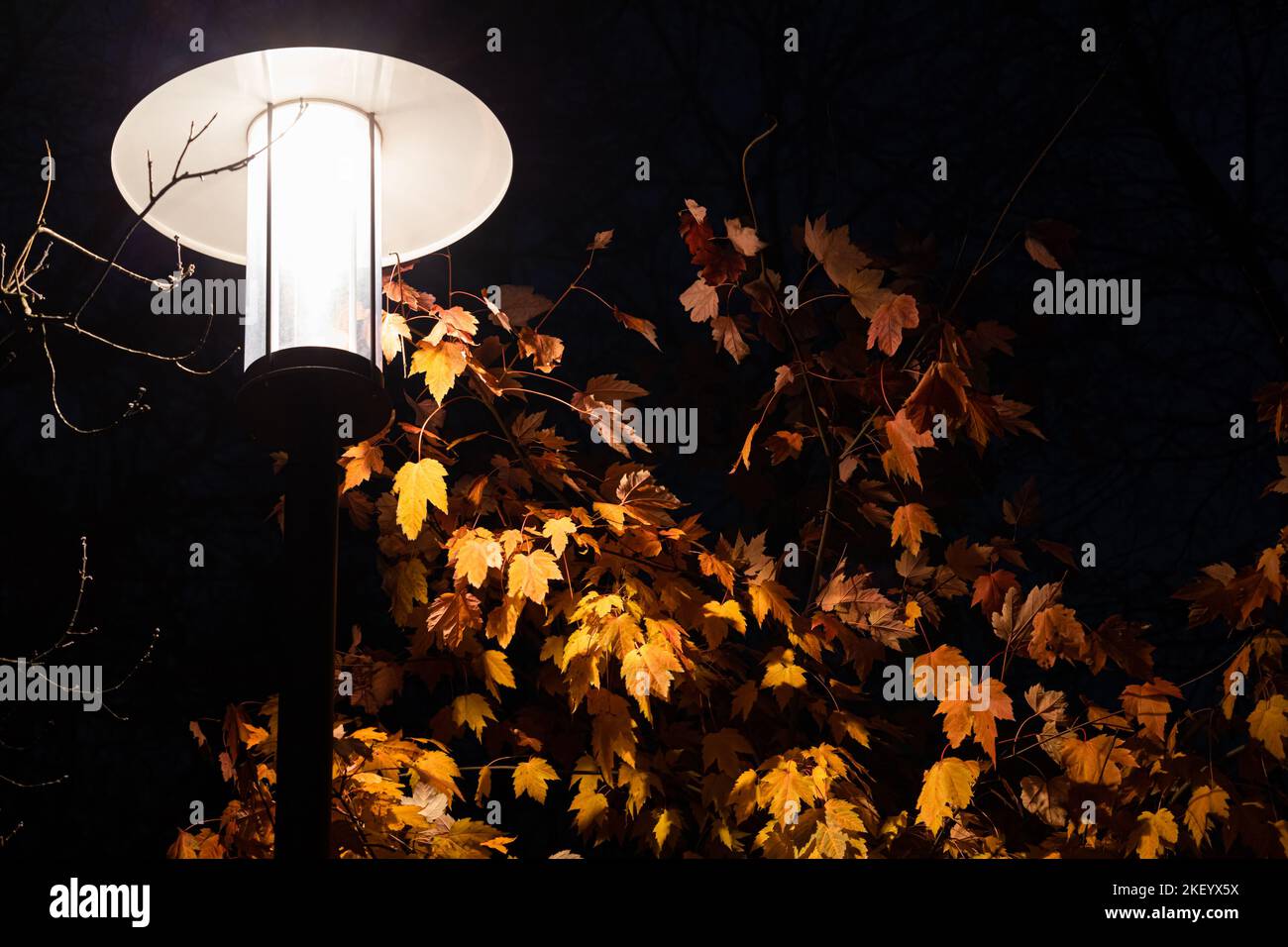 street lamp illuminates autumn leaves in the dark. street lamp in the ...