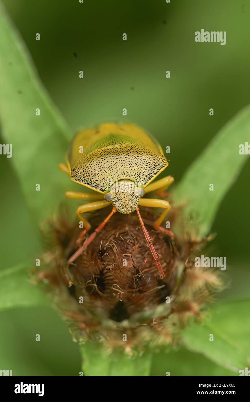 A vertical closeup of a colorful adult gorse shield bug, Piezodorus ...