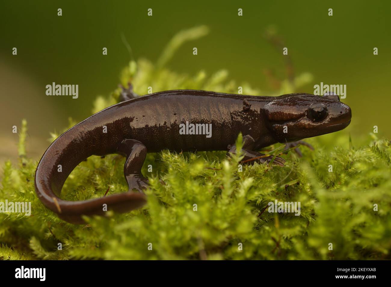 Northwest Salamander Backgrounds