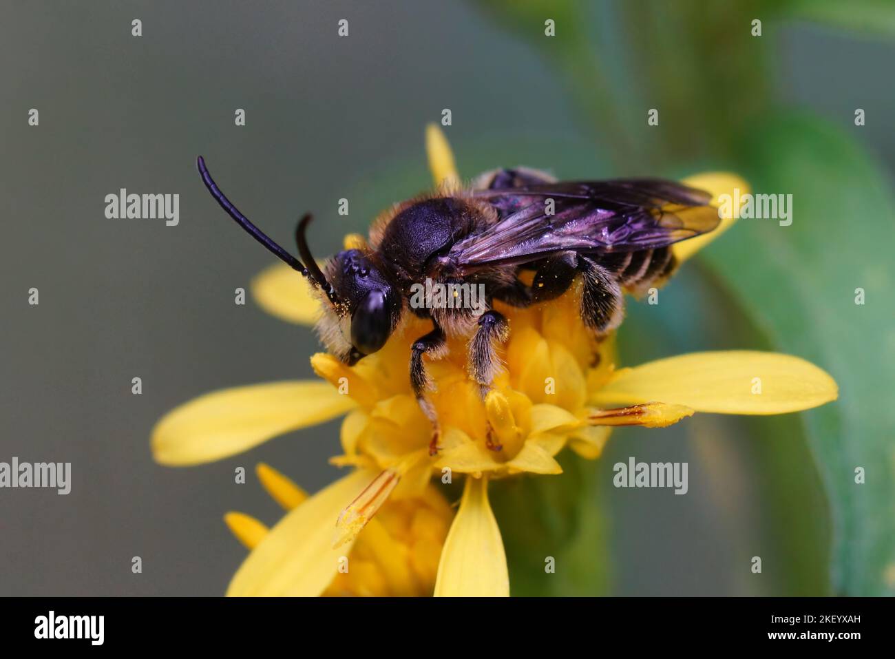 A side closeup of Macropis on the yellow flower with blurred background ...