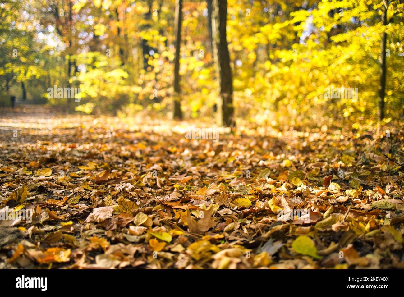 Vibrant decoration hi-res stock photography and images - Alamy