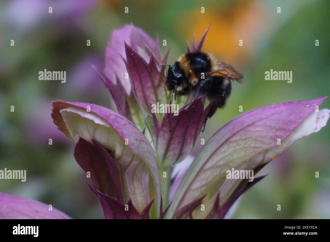 A selective focus of Bumblebee standing on the pink flower with blurred ...