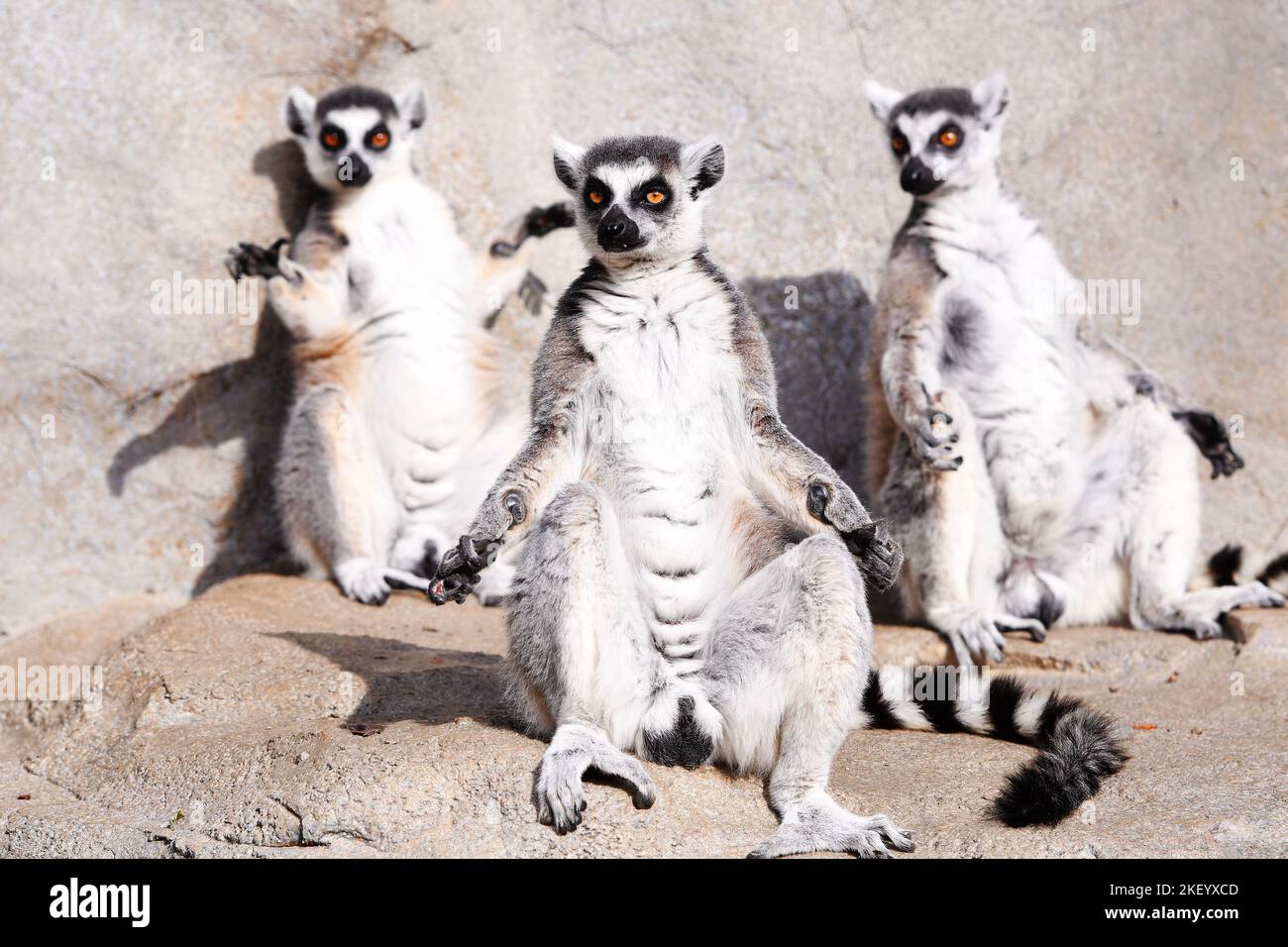 Qingdao City, China, 14 November, 2022, The ring-tailed lemurs enjoy ...