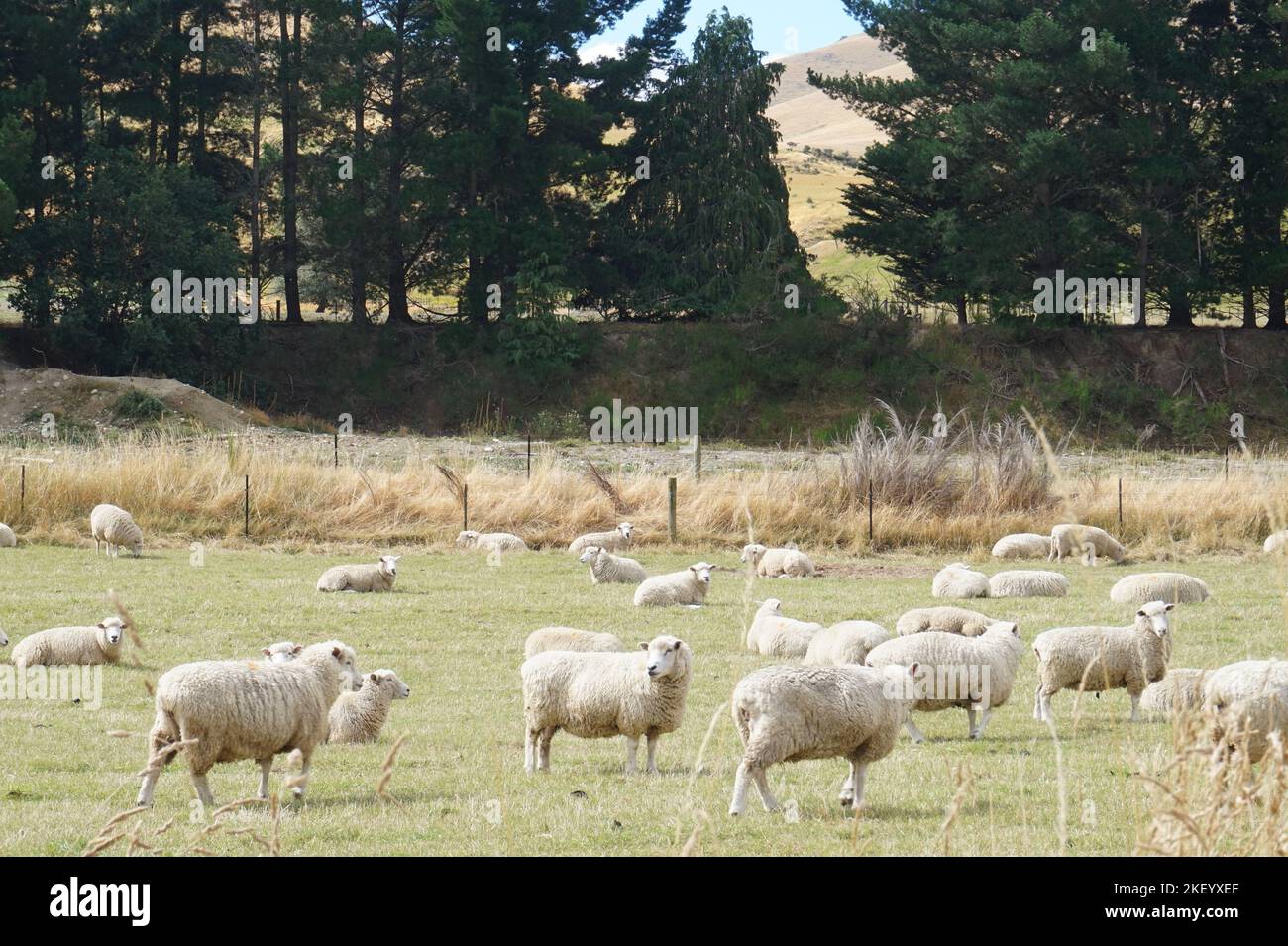 A high-angle of a flock of white sheep grazing in the yellowing field ...