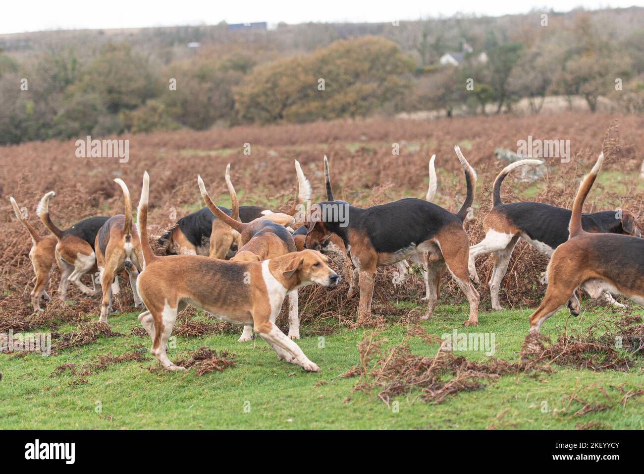 pack of English Foxhounds Stock Photo - Alamy
